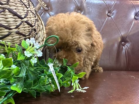 푸들 땅콩 프렌치불독크기 빠삐용크기 파피용크기 사모예드크기 스피츠크기 시바견크기 시베리안허스키크기 시츄크기 요크셔테리어크기 웰시코기크기 이탈리아그레이하운드크기 치와와크기