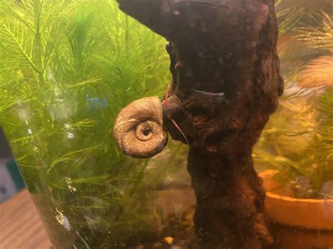 Stug Find Alive Shell In Fish Pond Stug Keep For Food Keep Making