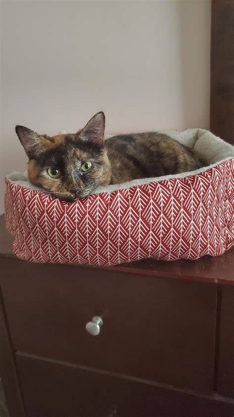 My Girl Again R Torties