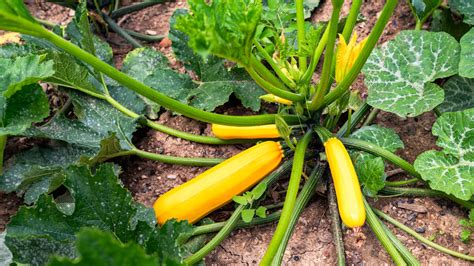 Courgette Jaune Plantation Entretien Soin Le Parisien Jardin