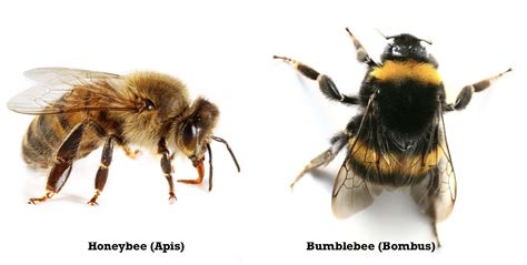 15 Buzzworthy Bumblebee Facts