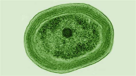 Emergence Of Prochlorococcus In The Tonian Oceans And The Initiation Of Neoproterozoic