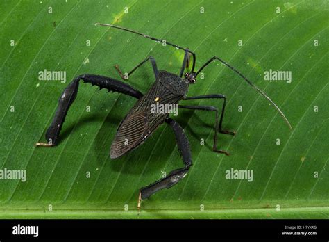 Squash Bug Coreidae Yasuni National Park Amazon Rainforest Ecuador