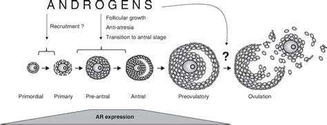 Follicular Maturation