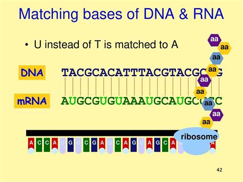 The Structure Of Dna Notes Ppt Download