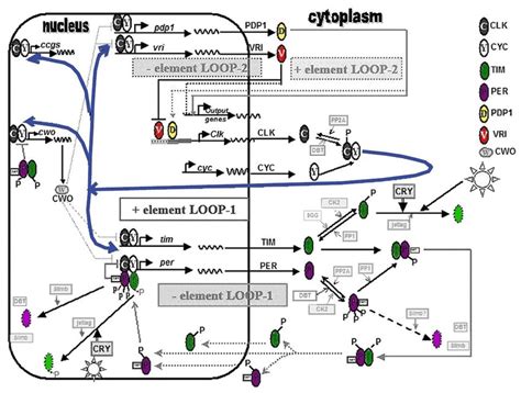 Drosophila Circadian Clock Genes And Their Transcripts Interacting In Download Scientific