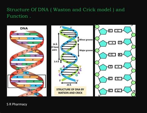 Nucleic Acids Chap5 Biochemistrypdf