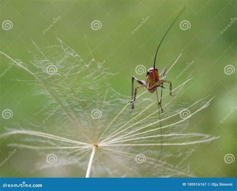 Grasshopper Stock Image Image Of Insect Small Drop 100916167