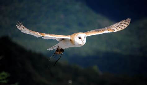 How Do Owls Fly So Quietly The Wire Science