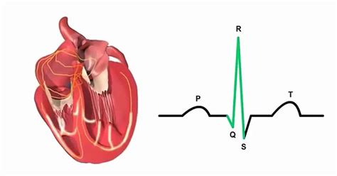 Cardiac Conduction System Ecg