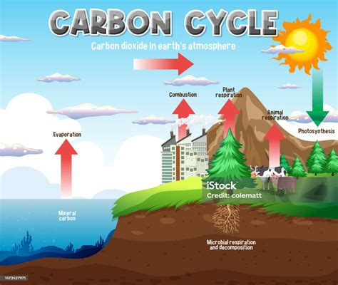 Carbon Cycle Diagram For Science Education Stock Illustration