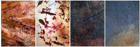 Experiences With Kombucha Bacterial Cellulose Download Scientific Diagram