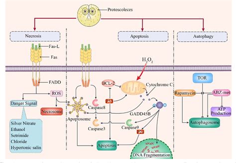 Figure 1 From Interactions Between Hydatid Cyst And Regulated Cell
