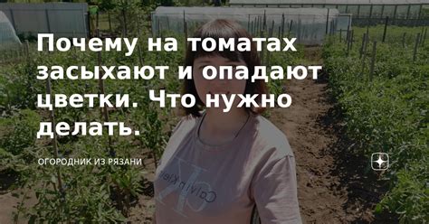 Почему на томатах засыхают и опадают цветки Что нужно делать Огородник из Рязани Дзен
