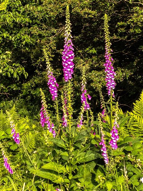 Hollyhocks or Foxgloves? | Foxglove, Hollyhock, Meadow