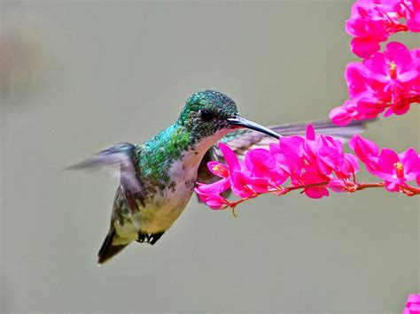Foto Beija Flor De Barriga Branca Chrysuronia Leucogaster Por Tiago