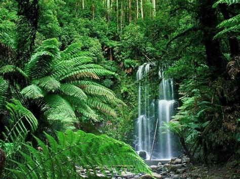 Tropical Rainforest Wallpapers Wallpaper Cave