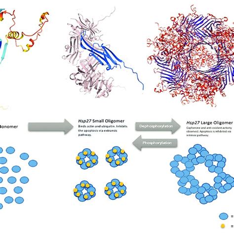 Monomer Small Oligomer And Large Oligomer Structures Of Heat Shock
