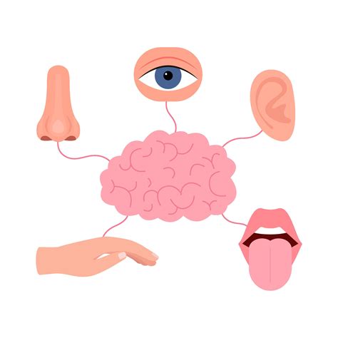 Brain Connection With Five Human Senses Hearing Vision Smell Taste Touch Signal Between