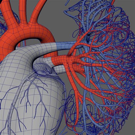 3d Human Circulatory Turbosquid 1242662