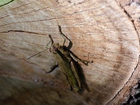 Big Grasshopper Photograph By Christopher Mercer Pixels