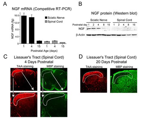 Ngf Controls Axonal Receptivity To Myelination By Schwann Cells Or Oligodendrocytes Neuron