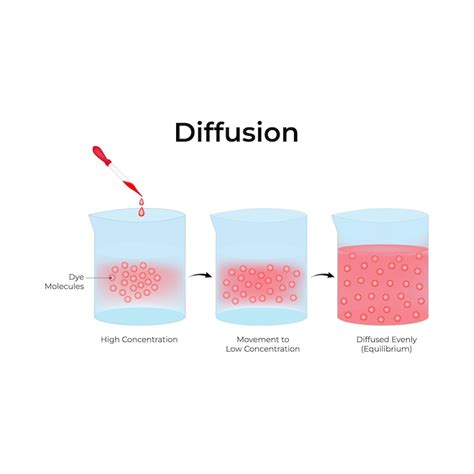 Diffusion Process Dye Molecules Moving Towards Equilibrium Premium Vector
