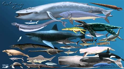 Megalodon Size Compared Blue Whale
