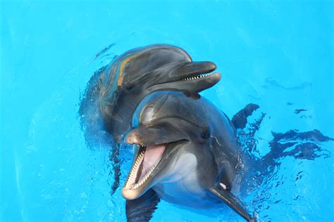 How Do Dolphins Mate