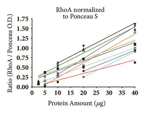 Assessment Of Errors In Normalisation Of Western Blot Densitometry