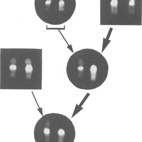 Methyl Greendapi Staining Of Chromosome 9 And Derivative 9 In The Download Scientific Diagram