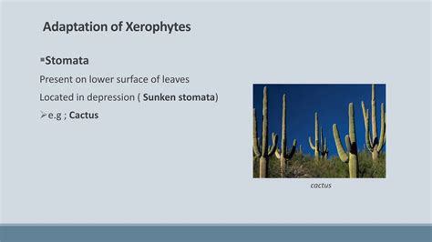 Characteristics Of Xerophytes And Hydrophytes Pdf