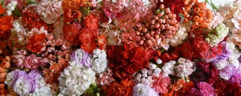 Пеларгонии Оксаны Дворяниновой Укорененные черенки пеларгоний 2024