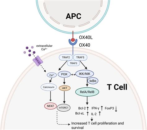 Frontiers Ox40ox40l A New Target For Tumor Immunotherapy And Its