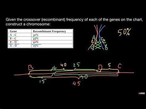 Gene Mapping Worksheet Gene Mapping Worksheet 1 In 1911 Thomas
