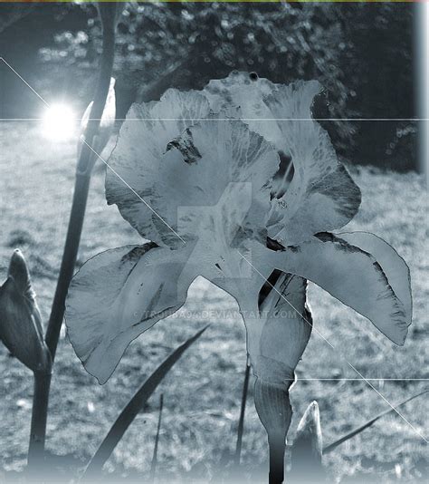 Ice Iris By Trouba94 On Deviantart