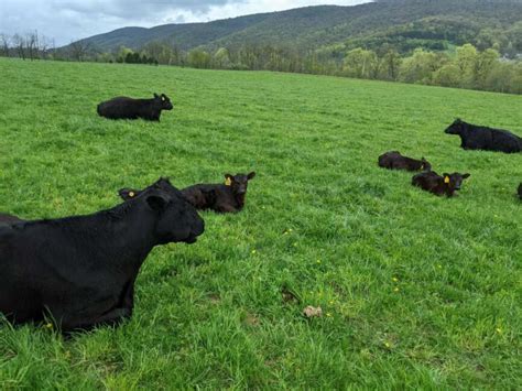 Meet Dan Honig Canvasrebel Magazine