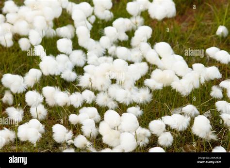 Alaska Cotton Grass Eriophorum Brachyantherm Flowering In The Arctic