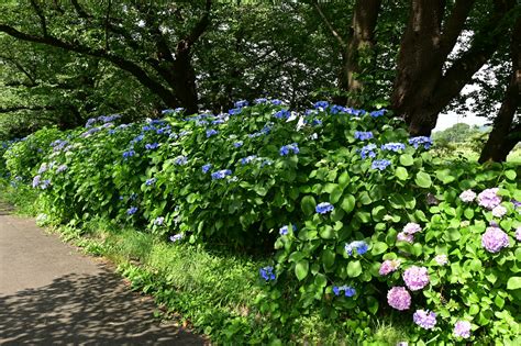 北上観光コンベンション協会です。 一般社団法人北上観光コンベンション協会