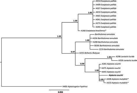 phylogenetic analysis based on partial 12s 16s and coiii concatenated