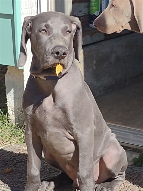 Bart Taste Testing The Fall Colors Rweimaraner
