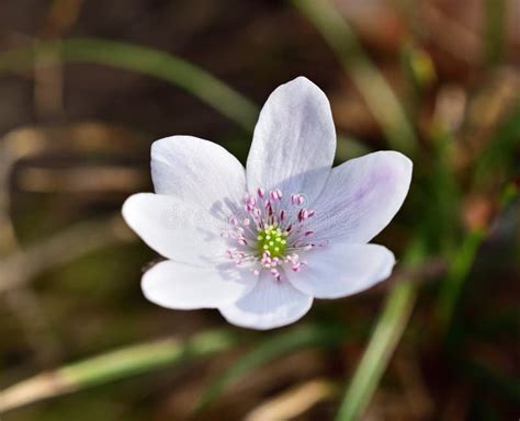 Hepatica Nobilis Liverleaf White Stock Image Image Of Hike White