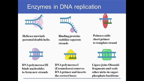What Is Dna Polymerase And Its Function In Dna Replication