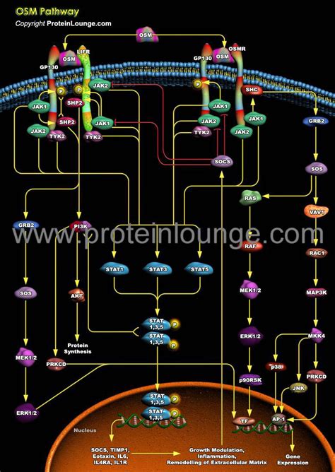Biological Databases And Tools Osm Pathway Protein Lounge
