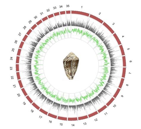 Cone Snail Genome Sheds Light On Venom Evolution Gigablog