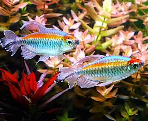 Pesci Acqua Dolce Per Acquari 16 Tropicali Bellissimi E Resistenti