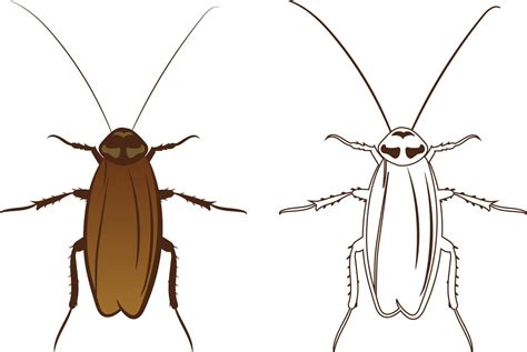 Cockroach Or Blattodea Vector Illustration Fill And Outline 3153791