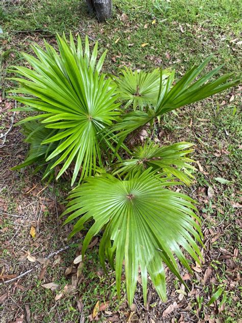 Livistona Rotundifolia Seedlings Discussing Palm Trees Worldwide
