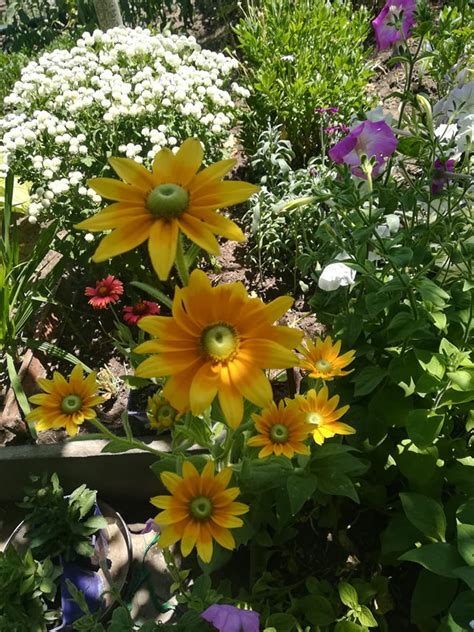 ეზოს მცენარეები Facebook