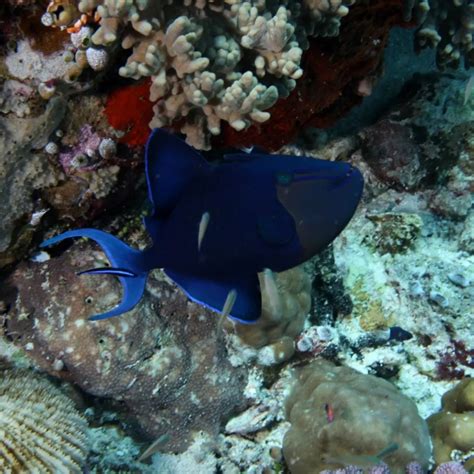 Redtoothed Triggerfish Facts Diet Habitat And Pictures On Animaliabio